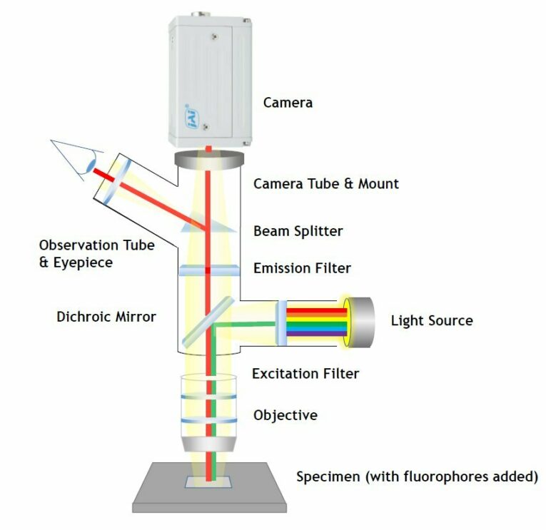 JAI | Advanced color microscopy solutions for life sciences and…