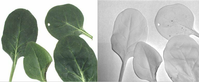 JAI | Multispectral imaging for medical and industrial machine vision…